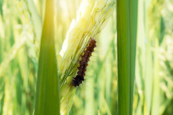 Worm Eating Rice Leaf in Field Stock Image - Image of life, dragonfly ...