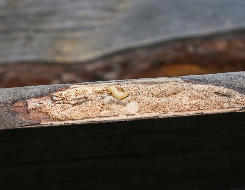 Worm that Eats the Wooden Plank. Timber Beetle Stock Photo - Image of ...