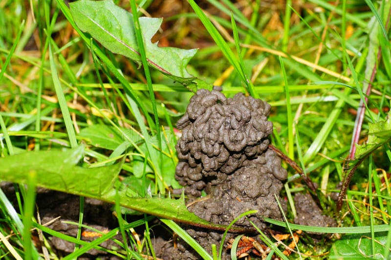 Worm excretions stock photo. Image of dirt, excretions - 33854484