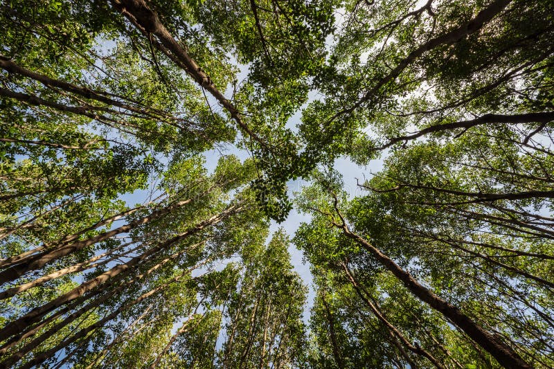 Worm Eye View with the Trees Stock Photo - Image of angle, bottom ...