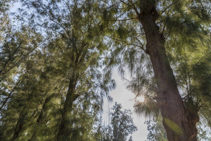Worm Eyes View of Pine Tree. Lens Flare from Nature. Stock Photo ...