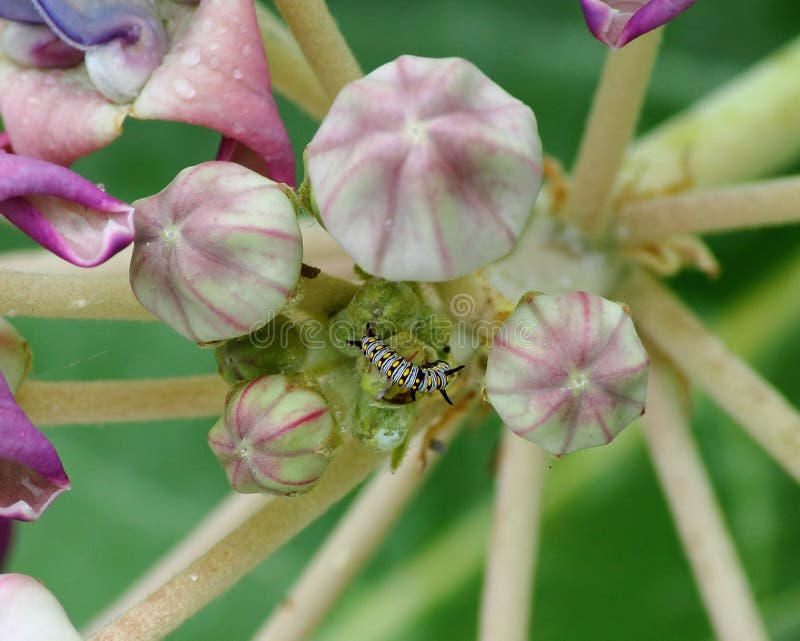 Worm on flower buds stock photo. Image of garden, mansoon - 49334244
