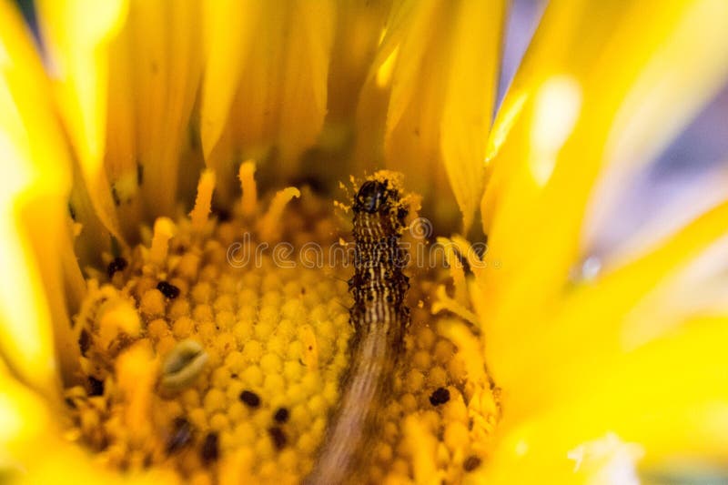 Worm on a flower stock image. Image of garden, purple - 205887461