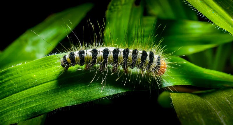 Worm on a Grass in the Garden Stock Photo - Image of macro, green: 92364676