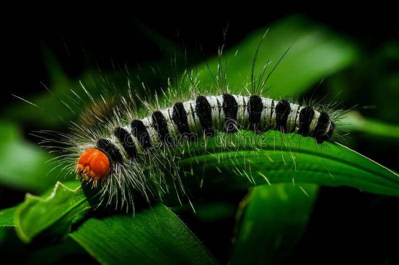 Worm on a Grass in the Garden Stock Photo - Image of slow, green: 92365270