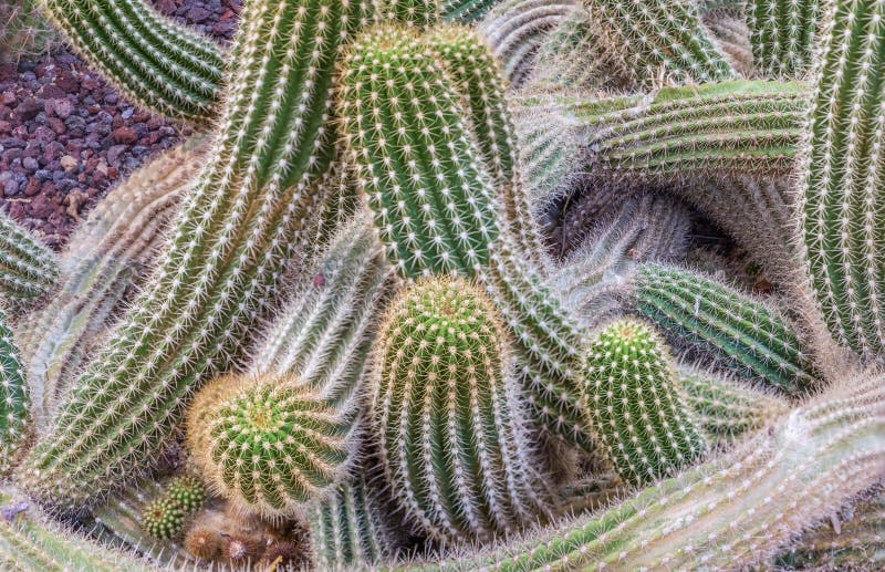 Worm green cactus stock photo. Image of vermicular, cacti - 62425818