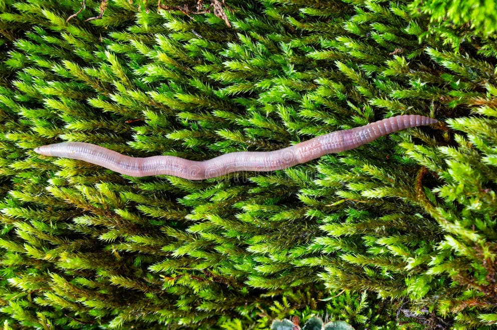 A Worm on Green-coloured Moss Stock Photo - Image of ground, fishing ...