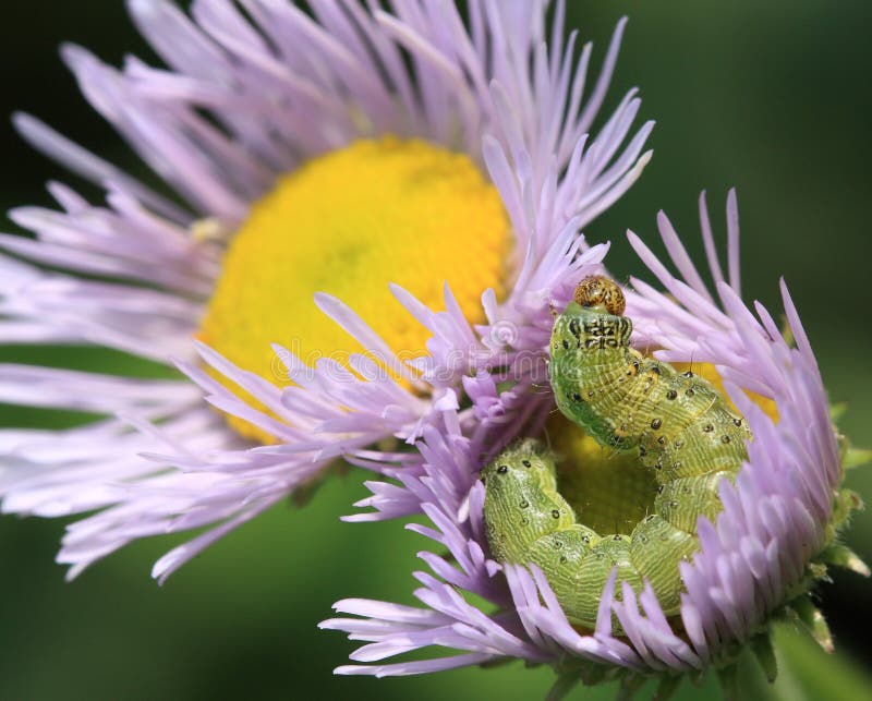 Ring of Fire stock photo. Image of dunkel, orange, fire - 30881182