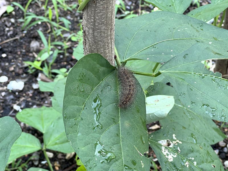 Worm on Green Leaves on the Tree Stock Image - Image of leaves, tree ...