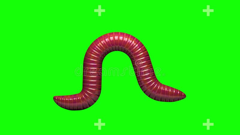 Worm Green Screen Stock Footage & Videos - 247 Stock Videos