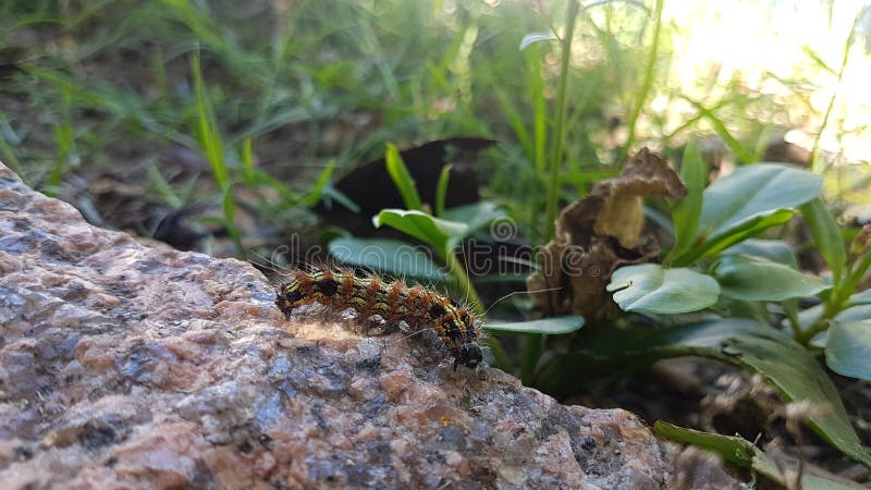 Worm Green nature stock image. Image of world, text - 192049923