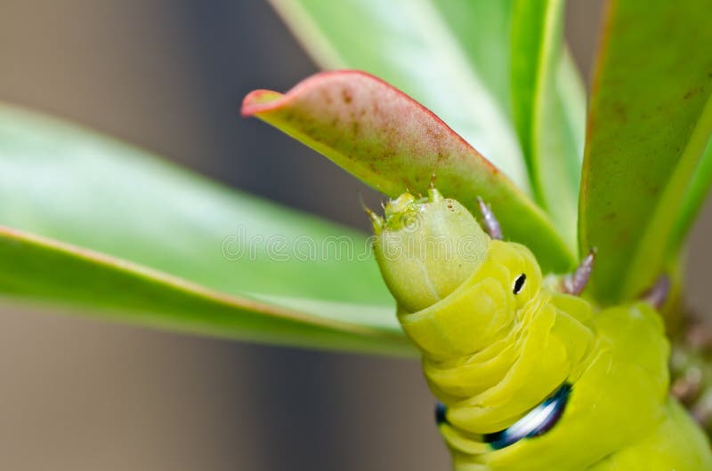Worm in green nature stock image. Image of silk, spinning - 22356235