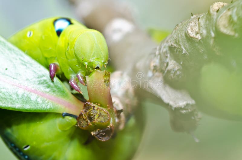 Worm in green nature stock photo. Image of biology, insect - 23027298