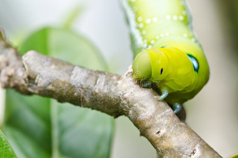 Worm in green nature stock image. Image of animal, insect - 23491011