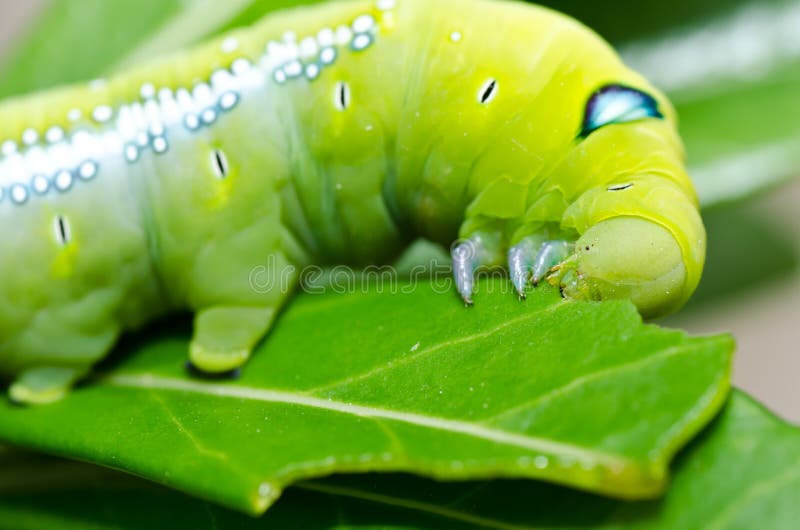 Worm in green nature stock image. Image of leaf, green - 23491075