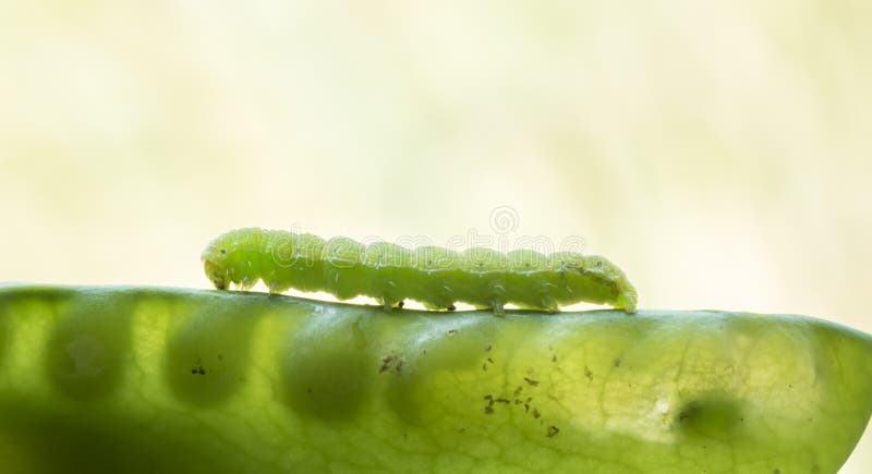 Worm stock image. Image of character, cute, worm, creature - 52865441
