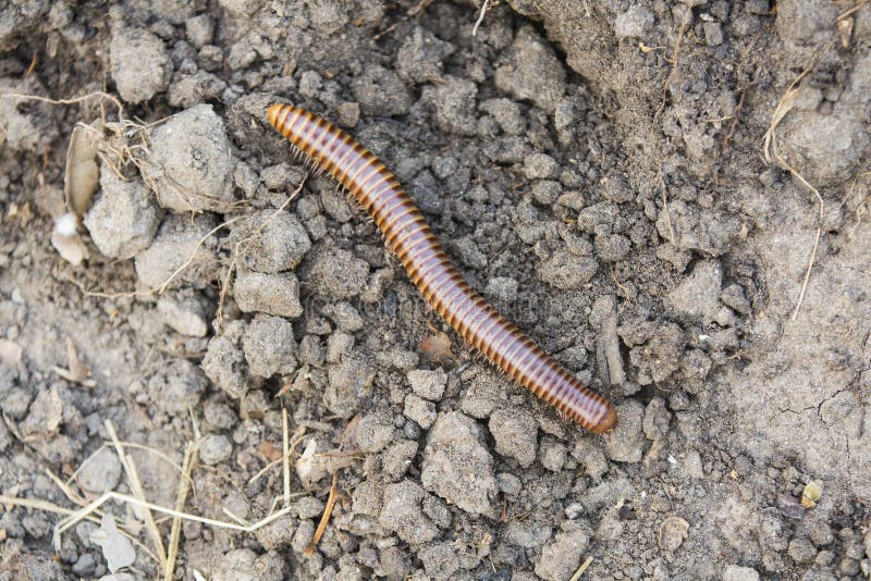 Worm on the ground stock image. Image of animal, wildlife - 84106297
