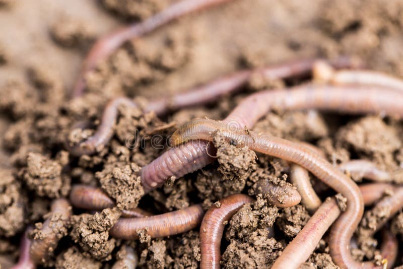 A Worm on the Ground. Macro Stock Image - Image of organism, dirt ...