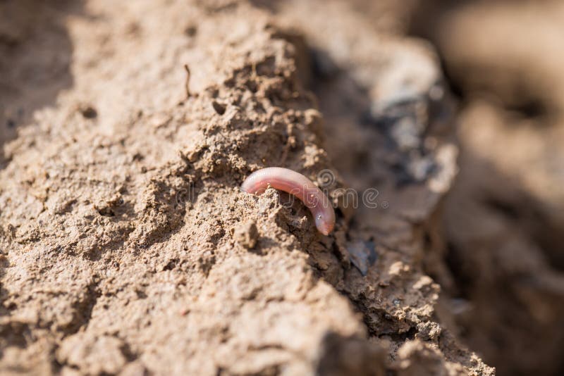 A Worm on the Ground. Macro Stock Image - Image of organism, creep ...