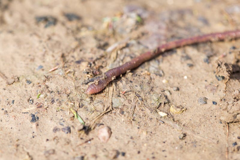 A Worm on the Ground. Macro Stock Image - Image of crawl, horizontal ...
