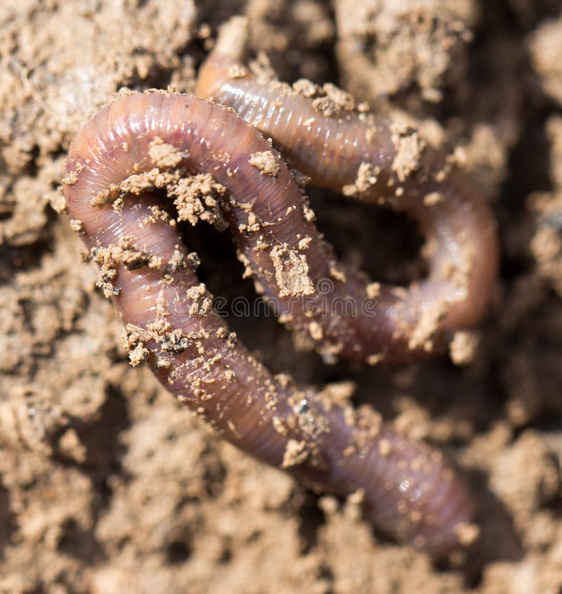 A Worm on the Ground. Macro Stock Photo - Image of natural, worm: 102313600