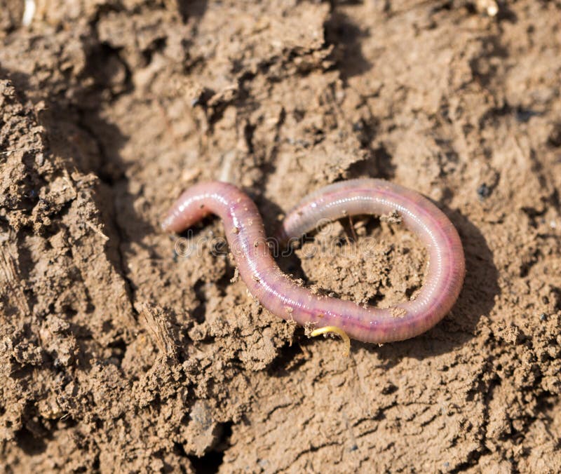 A Worm on the Ground. Macro Stock Image - Image of wildlife, earthworm ...