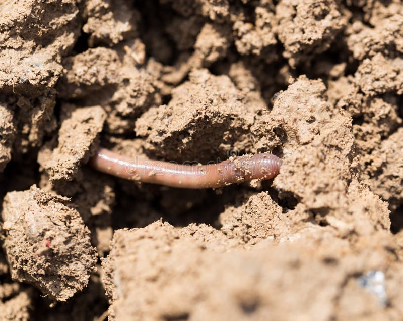 A Worm on the Ground. Macro Stock Photo - Image of earthworm, nature ...