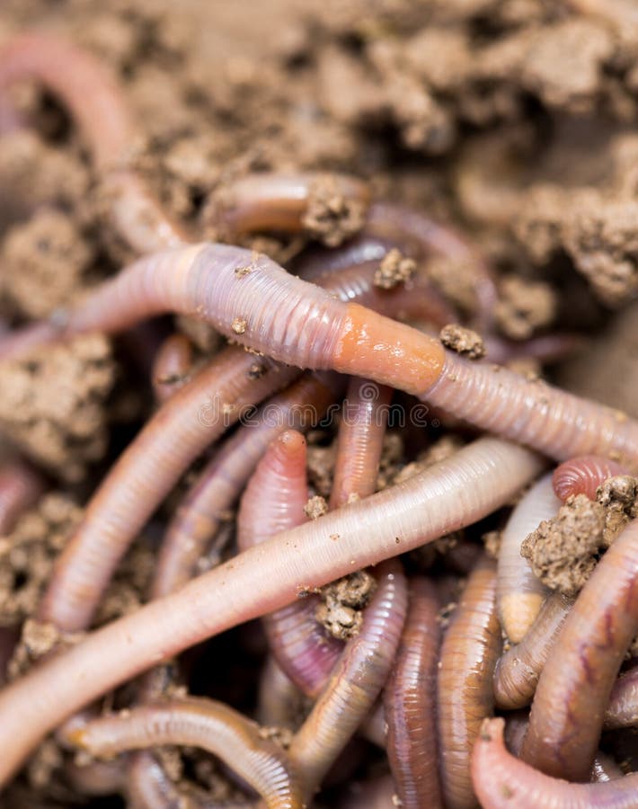 A Worm on the Ground. Macro Stock Image - Image of natural, closeup ...