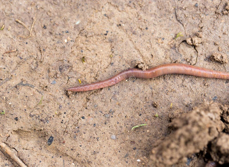 A Worm on the Ground. Macro Stock Image - Image of worm, ground: 102487489