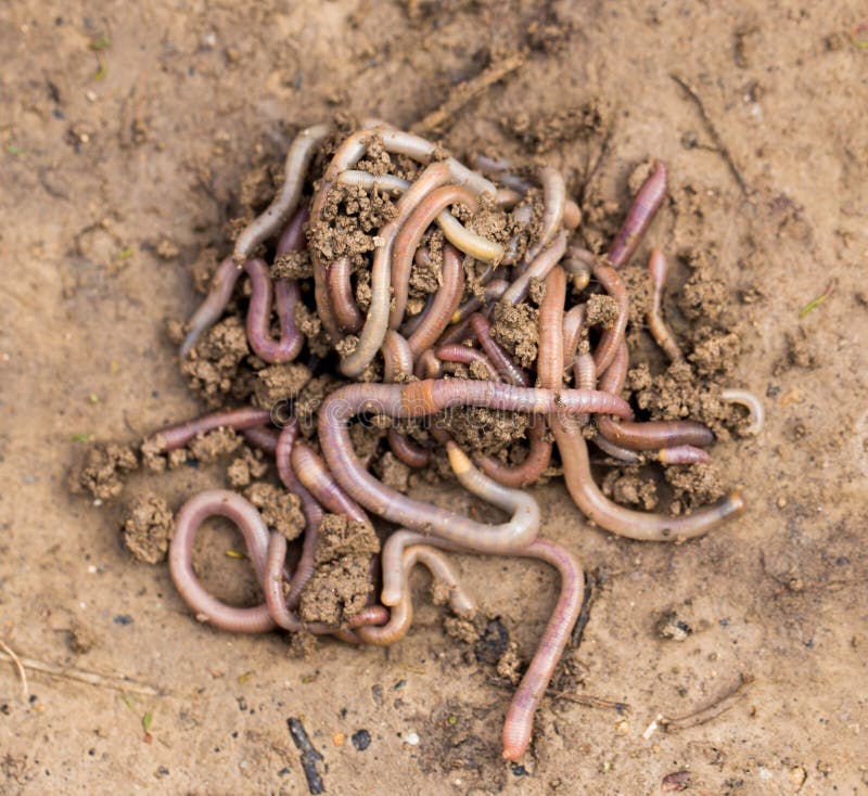 A Worm on the Ground. Macro Stock Image - Image of garden, worm: 102313697