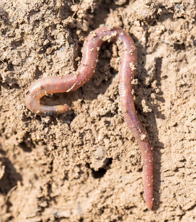 A Worm on the Ground. Macro Stock Image - Image of flexibility ...