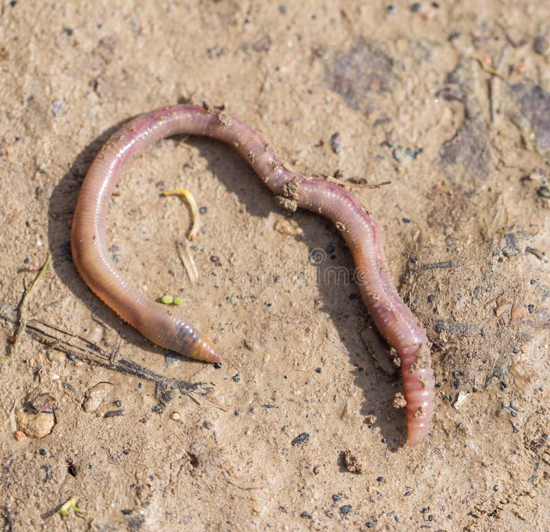 A Worm on the Ground. Macro Stock Photo - Image of closeup, background ...