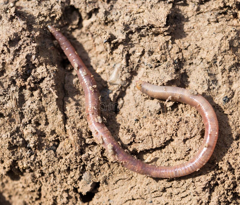 A Worm on the Ground. Macro Stock Photo - Image of flexible, closeup ...