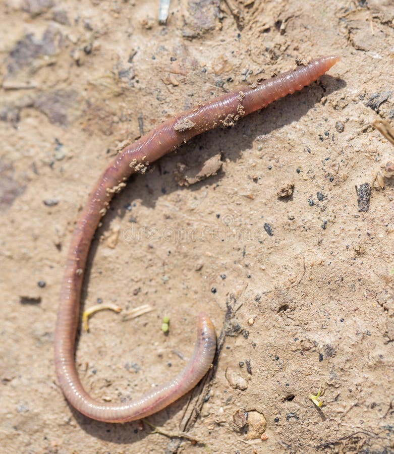A Worm on the Ground. Macro Stock Image - Image of flexibility, natural ...