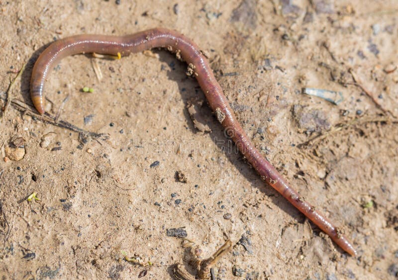 A Worm On The Ground. Macro Stock Photo - Image of zoology, earthworm ...