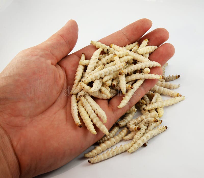 Worm in hand stock image. Image of ugly, animal, larva - 59498543