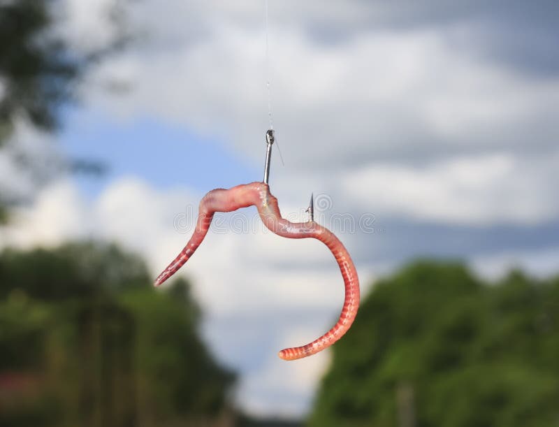 Red Metal Worm Writhing on a Fish Hook Stock Photo - Image of lure ...