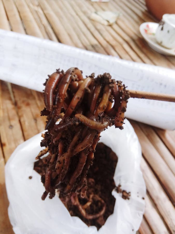 Worm hot steak stock image. Image of worm, nature, animal - 171744931