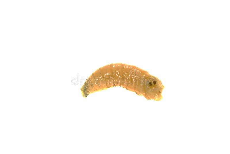 Worm Isolated on White Background Stock Photo - Image of brown ...
