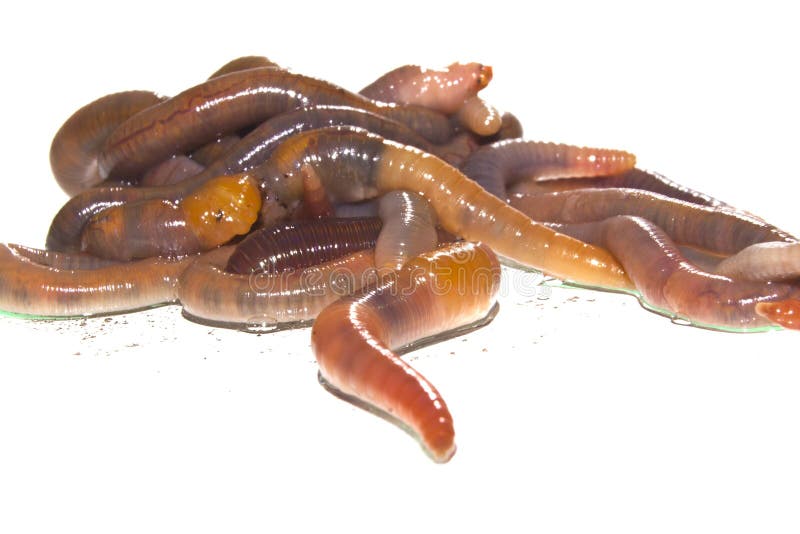 Worm Isolated on White Background Stock Image - Image of invertebrate ...