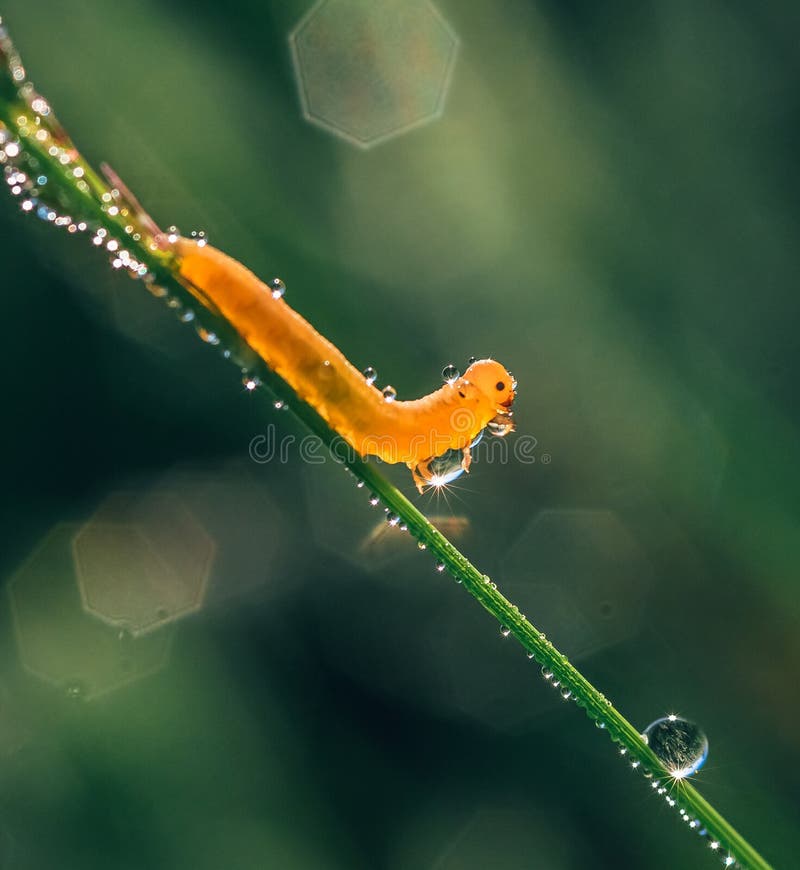 Worm stock image. Image of water, animal, macro, summer - 234958045