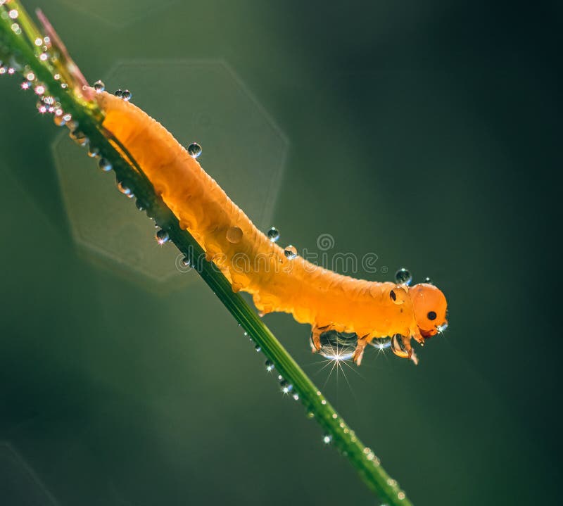 Worm stock photo. Image of water, spring, worm, grass - 234958052
