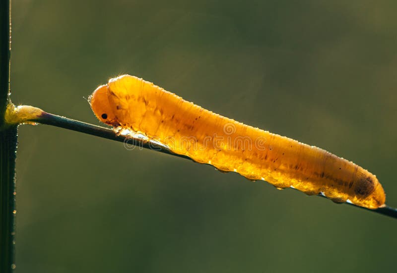 Worm stock image. Image of macro, nature, spring, drop - 234958093