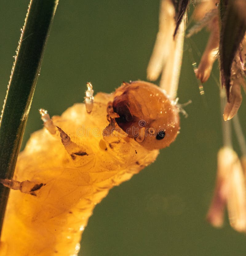 Worm stock image. Image of nature, plant, animal, spring - 234958105