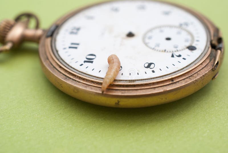 Worm Larvae on a Vintage Pocket Clock Stock Photo - Image of wildlife ...