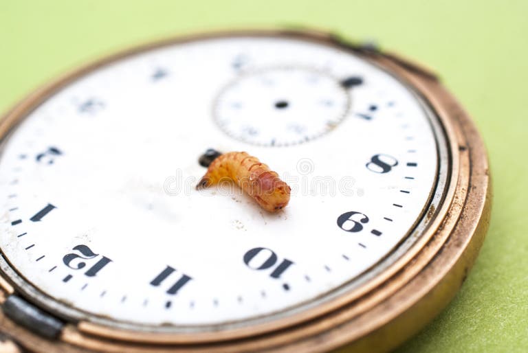 Worm Larvae on a Vintage Pocket Clock Stock Photo - Image of plant ...