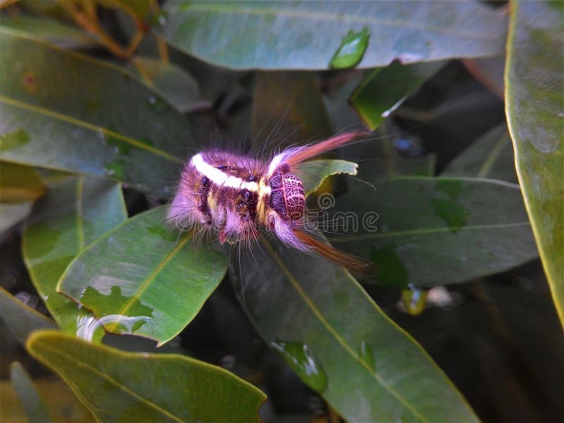 The Worm Life More Beautiful Stock Photo - Image of branches, green ...