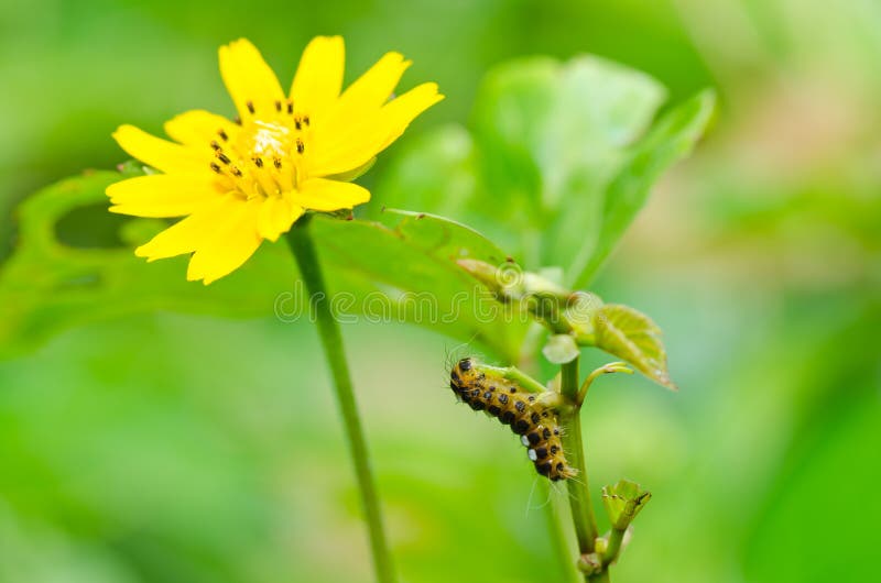 Worm in the Green Nature or in Garden Stock Photo - Image of worm ...