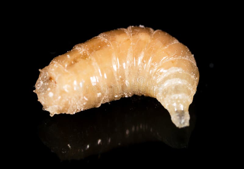 Red Worm of Maggots on a White Background Stock Image - Image of ...