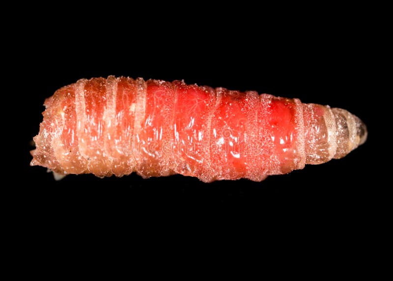 Worm of Maggots on a Black Background Stock Image - Image of close ...